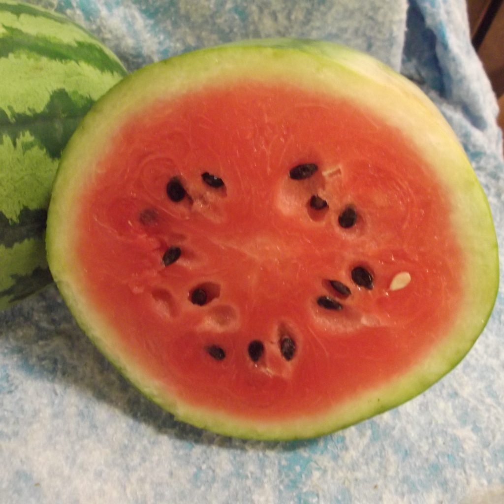 Watermelon – Jubilee Improved – SPS Idaho Inc.