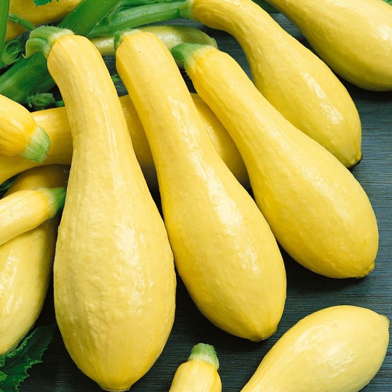 Squash – Zucchini Round – SPS Idaho Inc.