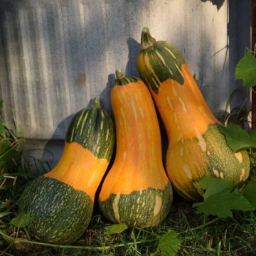 Pumpkins & Squash 157 Autumn’s Choice – SPS Idaho Inc.