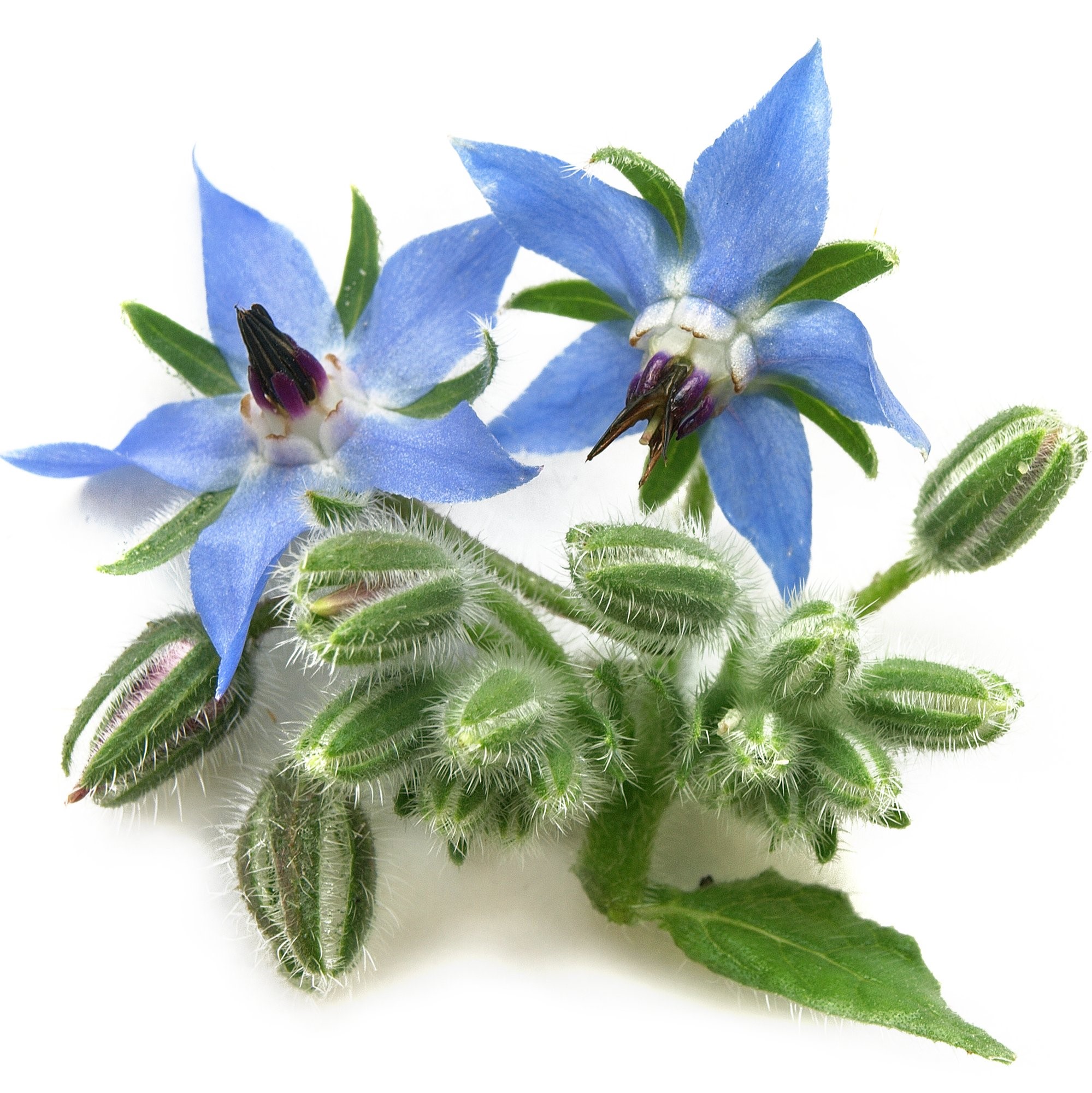 Herb Borage SPS Idaho Inc Herb Borage SPS Idaho Inc