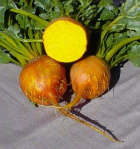 Beet – Burpee’s Golden – SPS Idaho Inc.