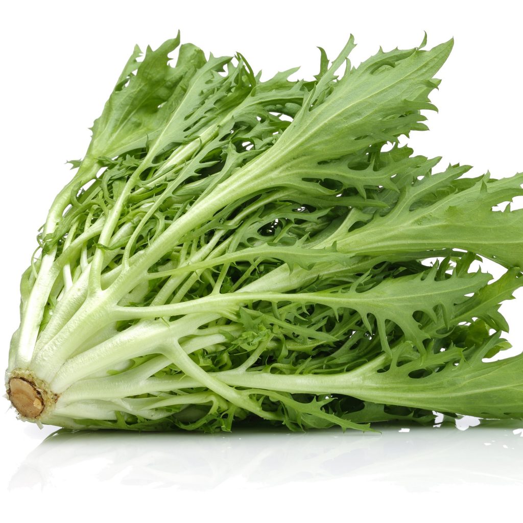 Endive – Green Curled Ruffec – SPS Idaho Inc.