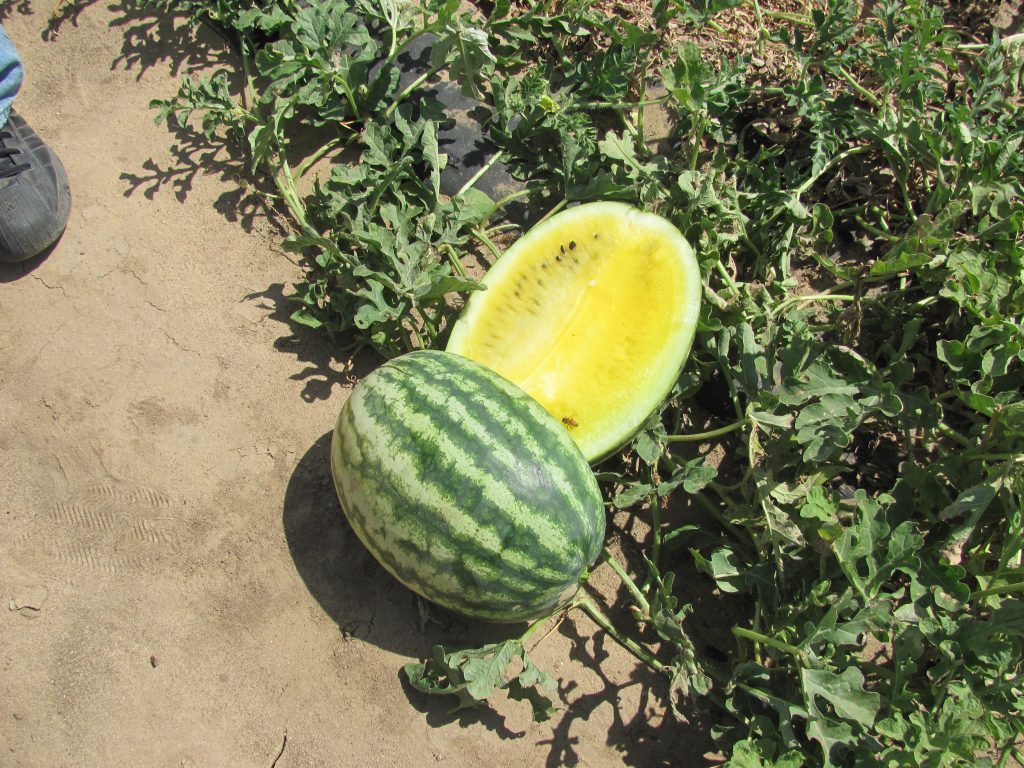 Yellow Crunch – SPS Idaho Inc.