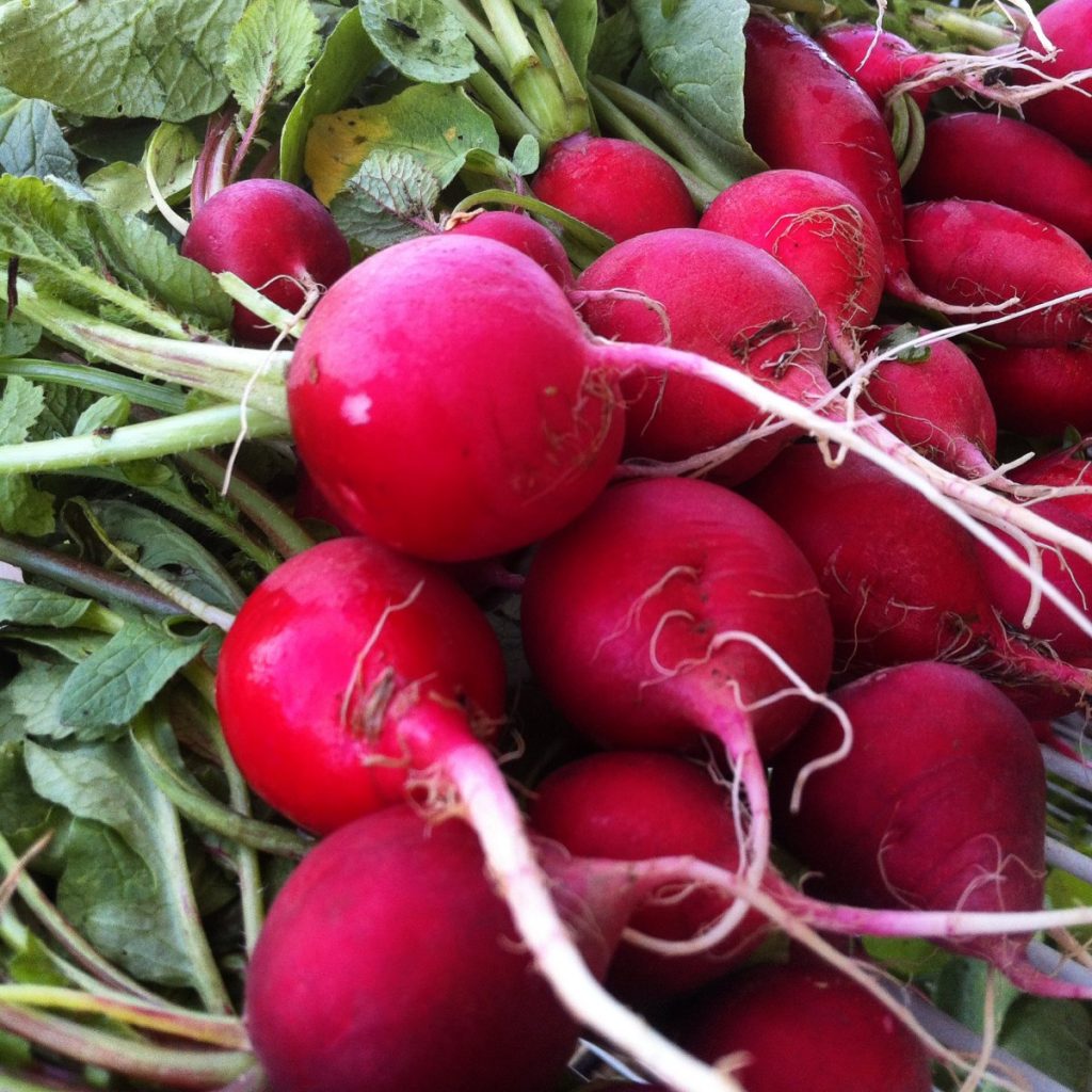 Radish – Champion – SPS Idaho Inc.