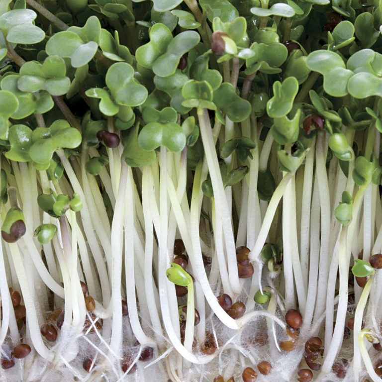 Broccoli Sprouts – SPS Idaho Inc.